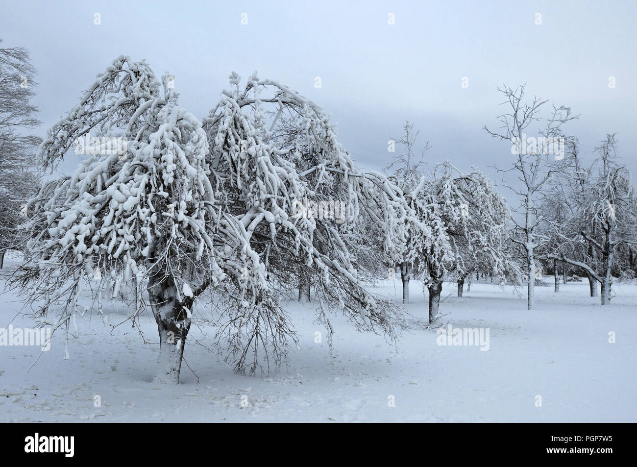 Winter scene showing snow and ice-covered trees in a park-like setting ...