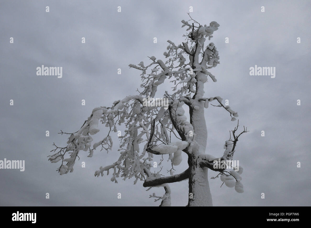 Winter scene showing a tree coated with ice and snow against an ...