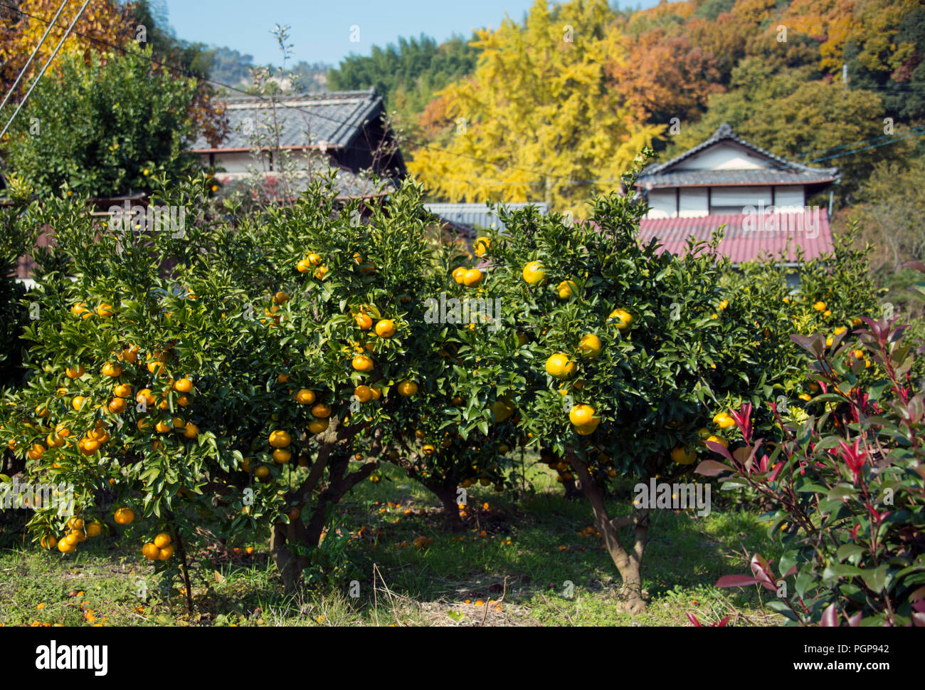 Photo shows a mikan orange grove just off the Setouchi Shimanami Kaido ...