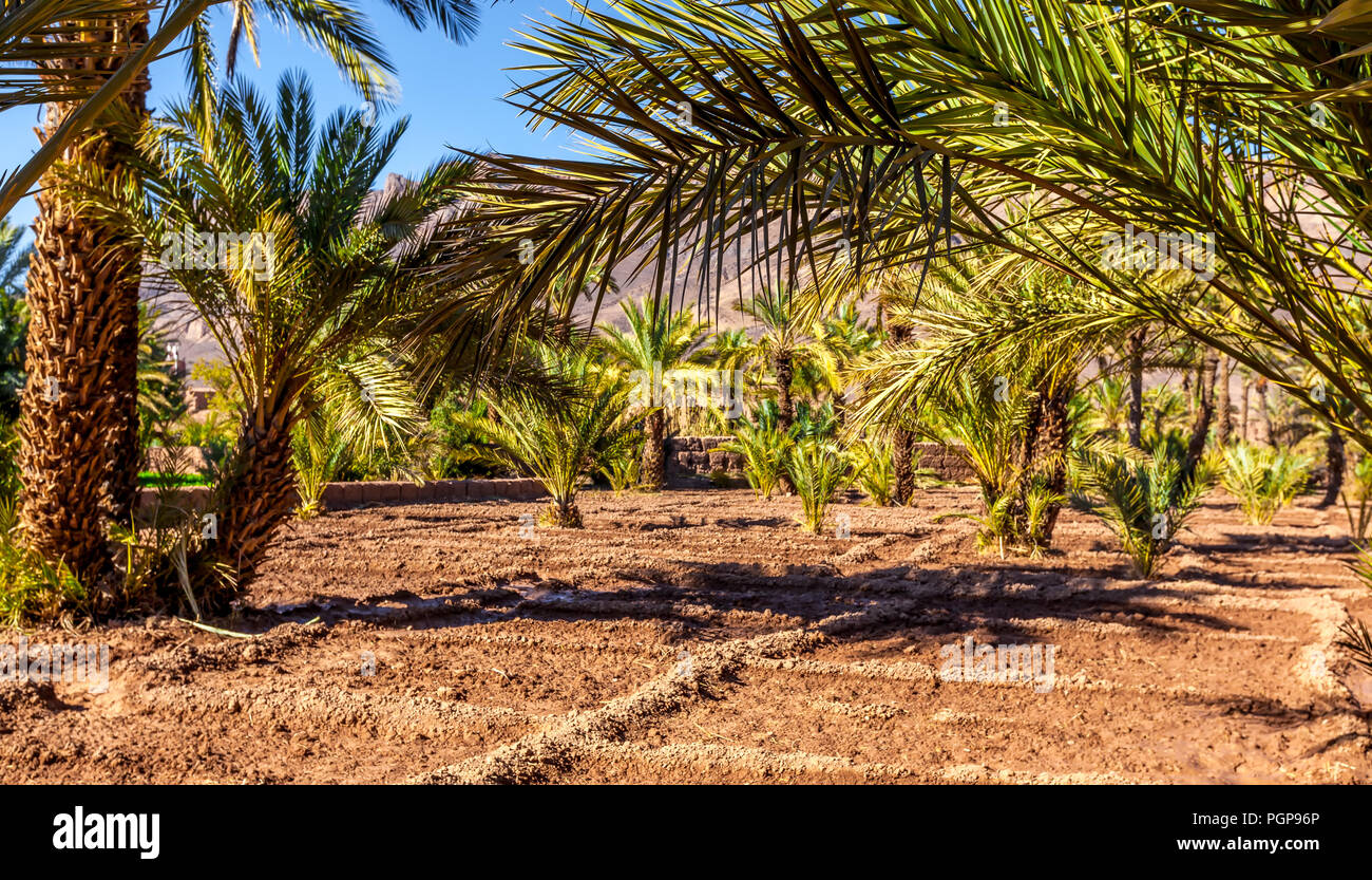 Morocco inside a desert oasis, under date palm trees among irrigated ...