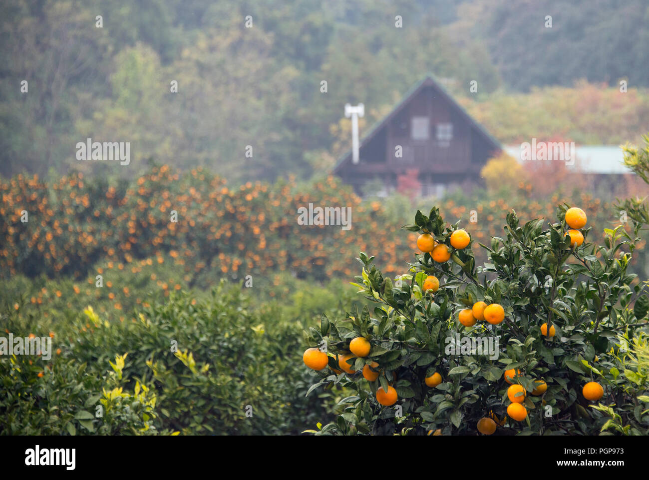 Photo shows a mikan orange grove just off the Shimanami Kaido cycling ...