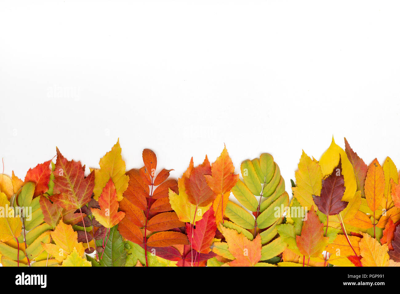 Autumn foliage on white background. Colorful leaves border Stock Photo ...