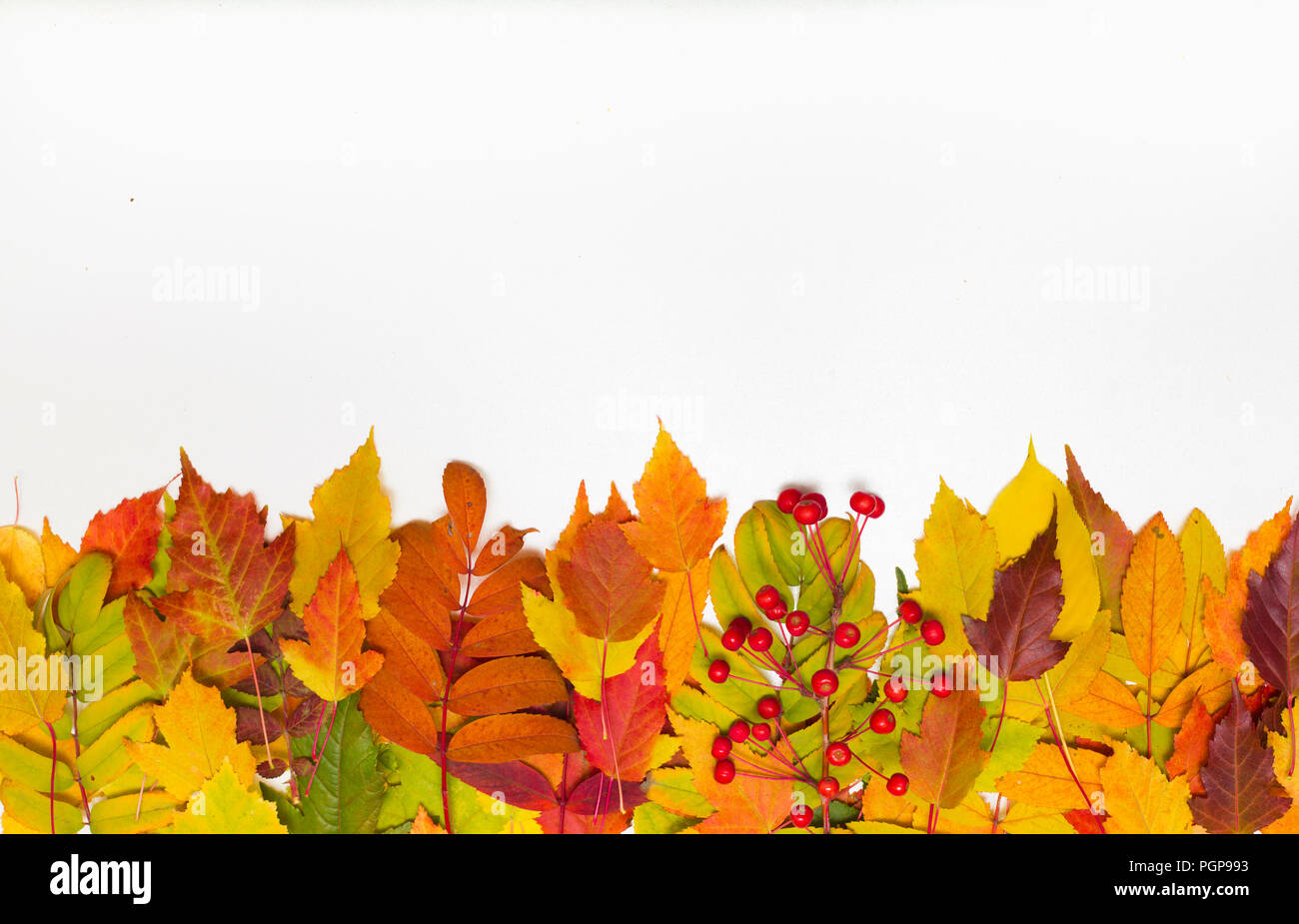 Autumn foliage on white background. Colorful leaves border Stock Photo ...