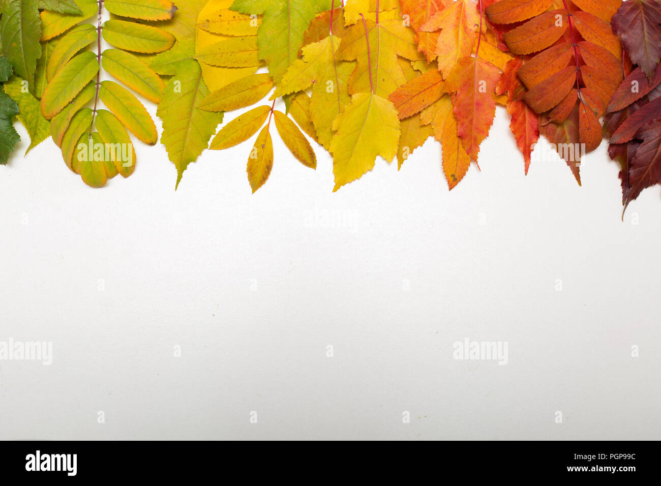 Autumn foliage on white background. Colorful leaves border Stock Photo ...
