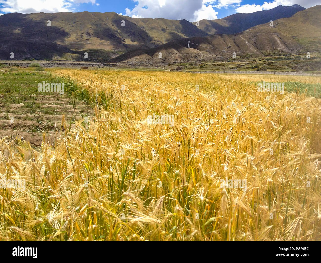 Beautiful View of Colorful Natural golden wheat fields with Asian ...