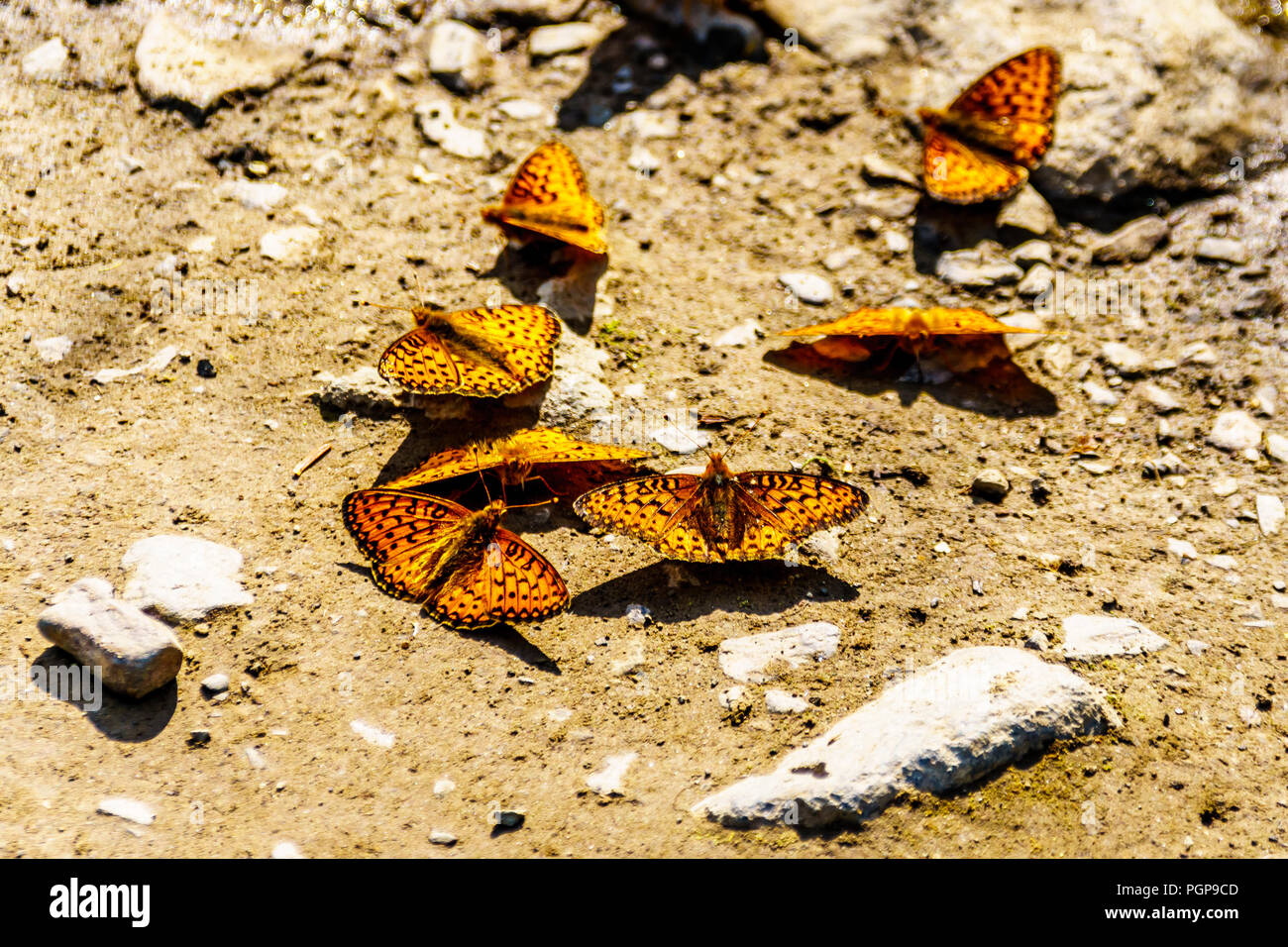 Freija fritillary hi-res stock photography and images - Alamy