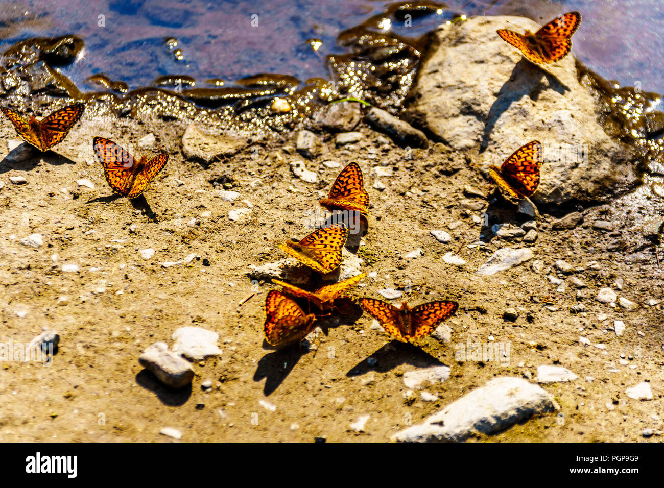 Freija fritillary hi-res stock photography and images - Alamy