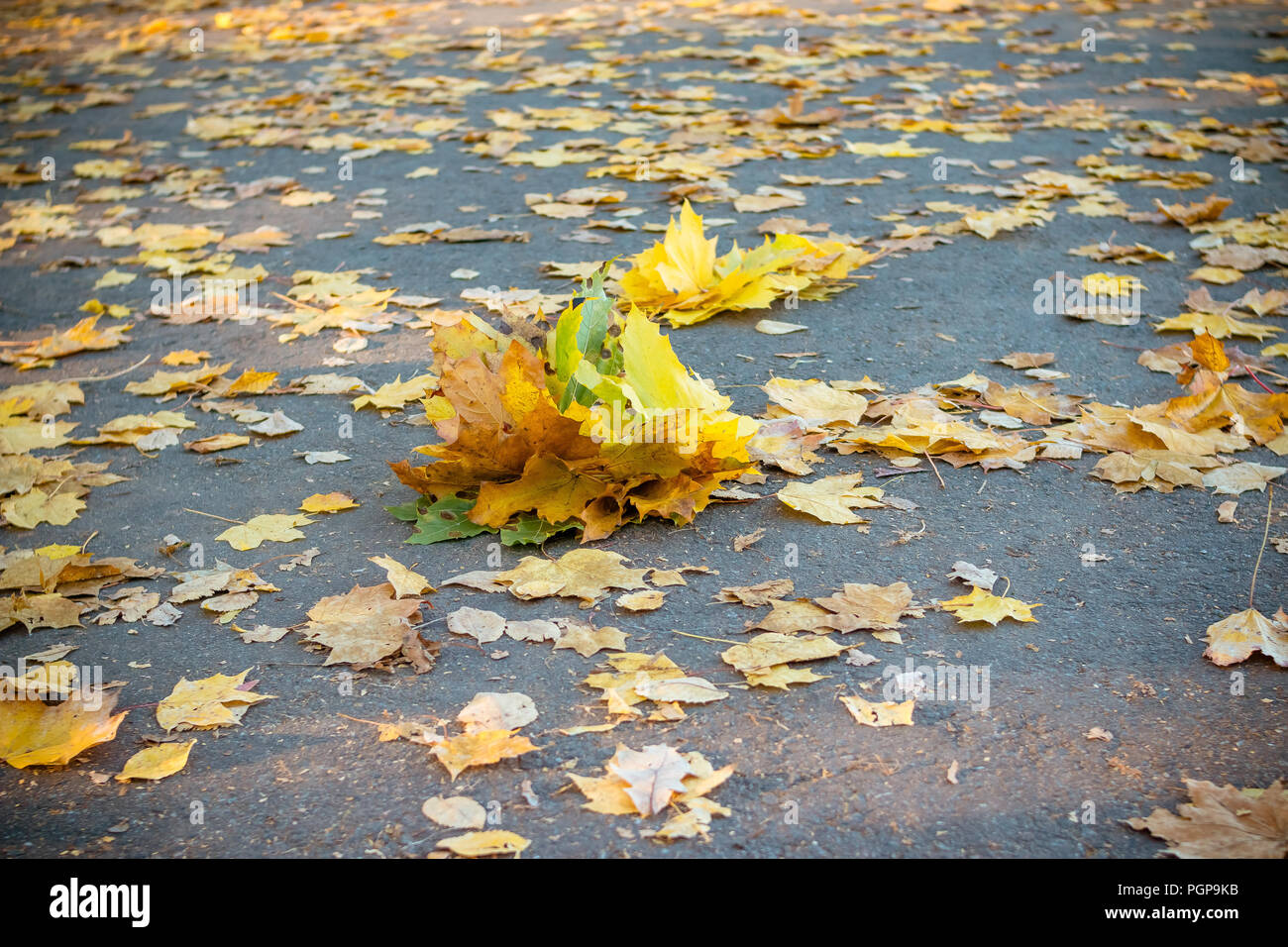 A bunch of autumn leaves swept cleaners to the edge of the asphalt road ...