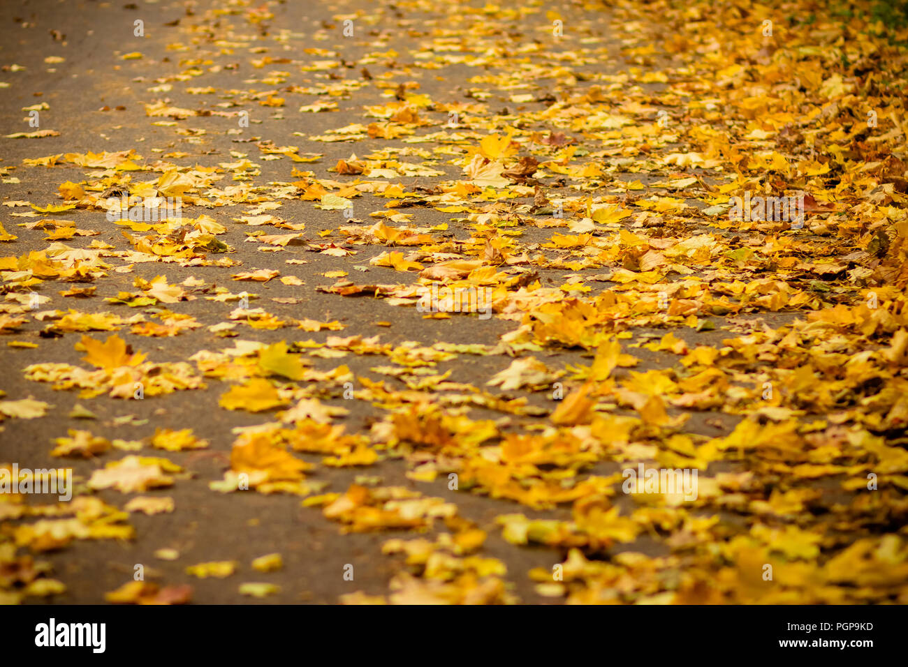 A bunch of autumn leaves swept cleaners to the edge of the asphalt road ...
