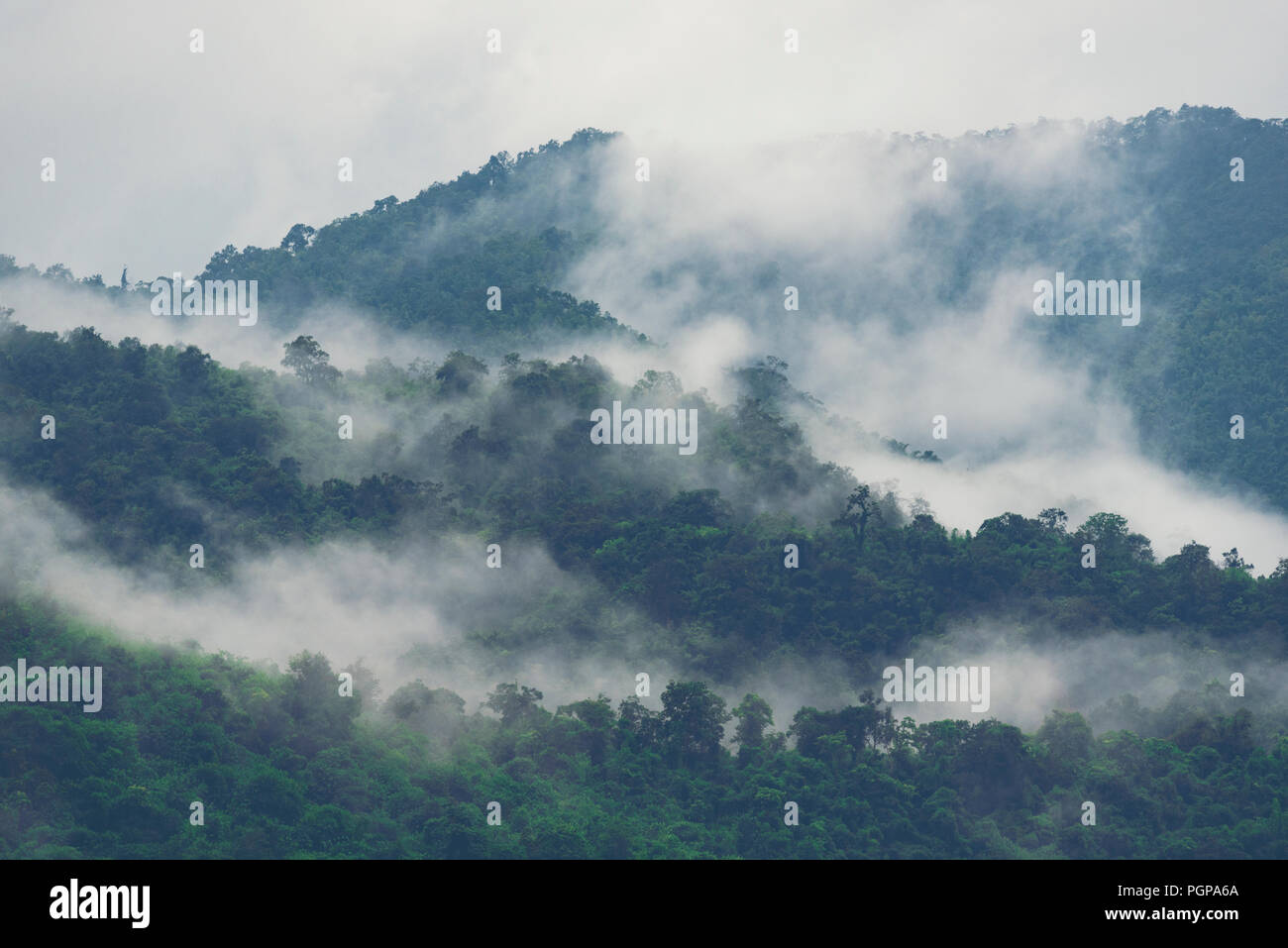 Asian tropical rainforest, nature view background Stock Photo - Alamy