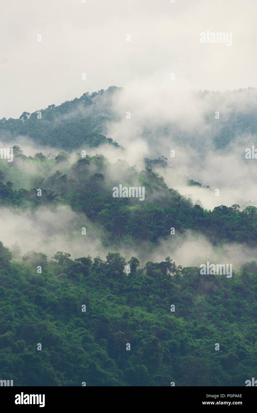 tropical forest layers Stock Photo - Alamy