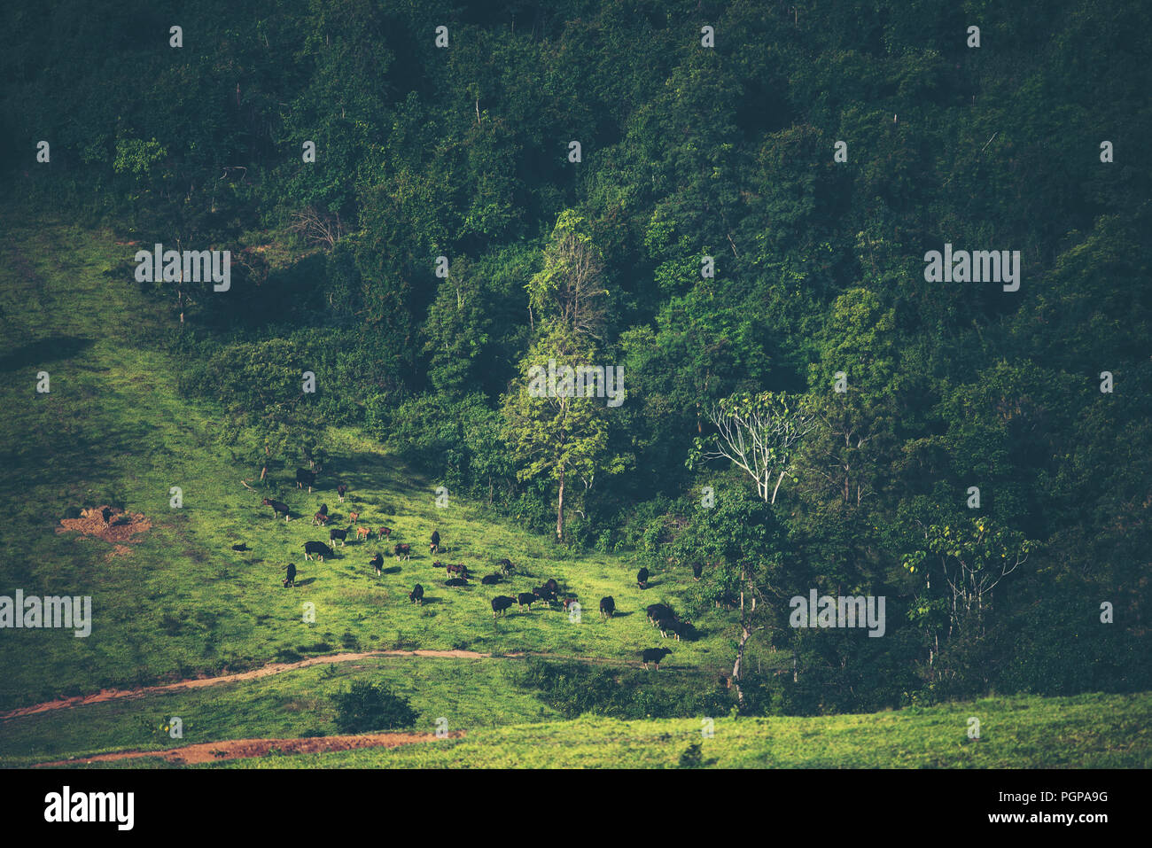 the landscape view of tropical rain forest, nature scene Stock Photo ...