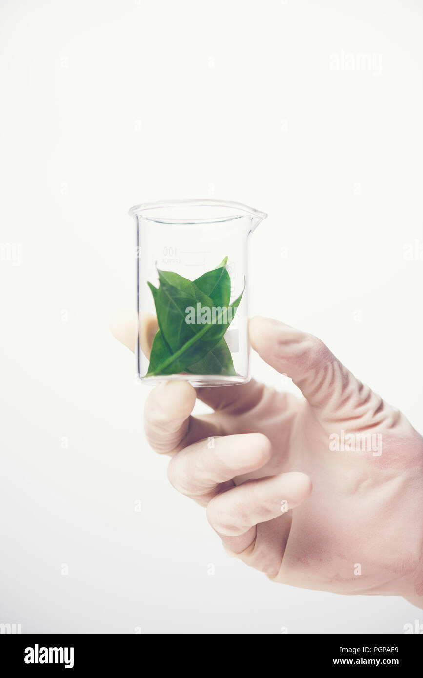 Chemical liquid in glassware of science lab on white background Stock ...