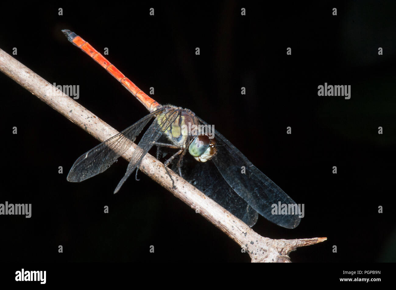 Australian dragonfly hi-res stock photography and images - Alamy