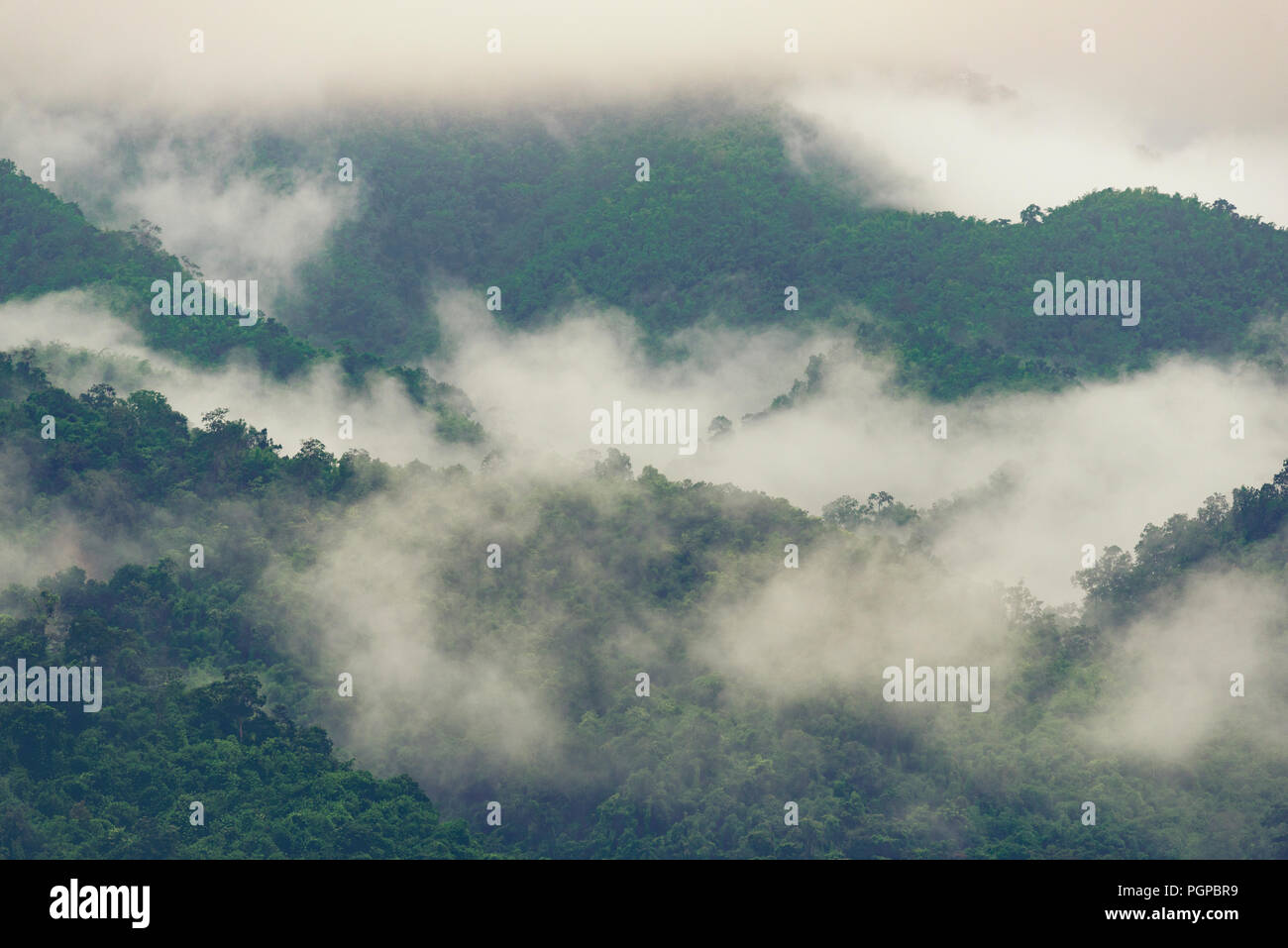 deep tropical forest, canopy tree and fog Stock Photo - Alamy
