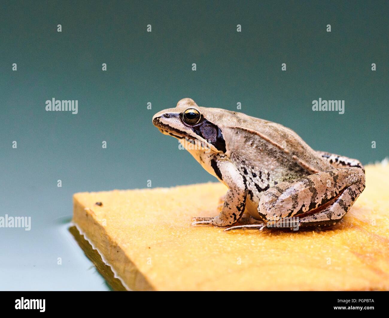 Brown frog sitting on a plank on water surface. (CTK Photo / Roman ...
