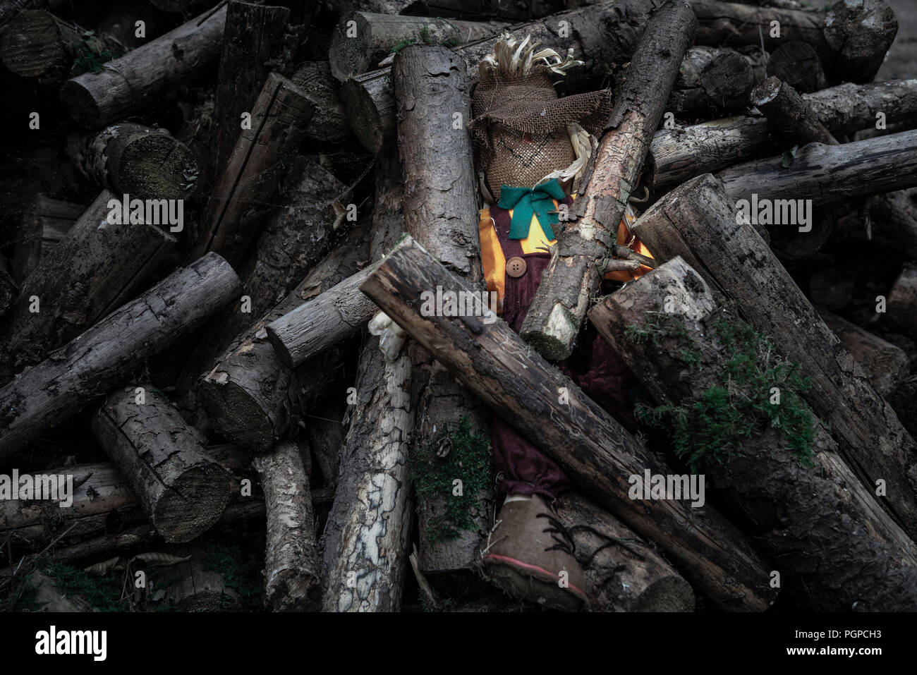 Stuffed doll, a scarecrow, hidden and abandoned between wood logs, in ...
