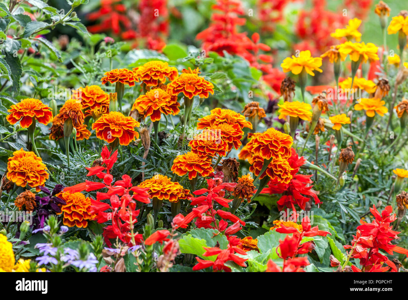 French Marigold Flower Bed