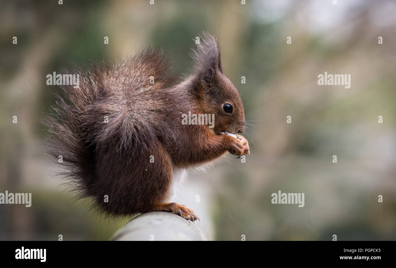 Red Squirrel eating Stock Photo - Alamy