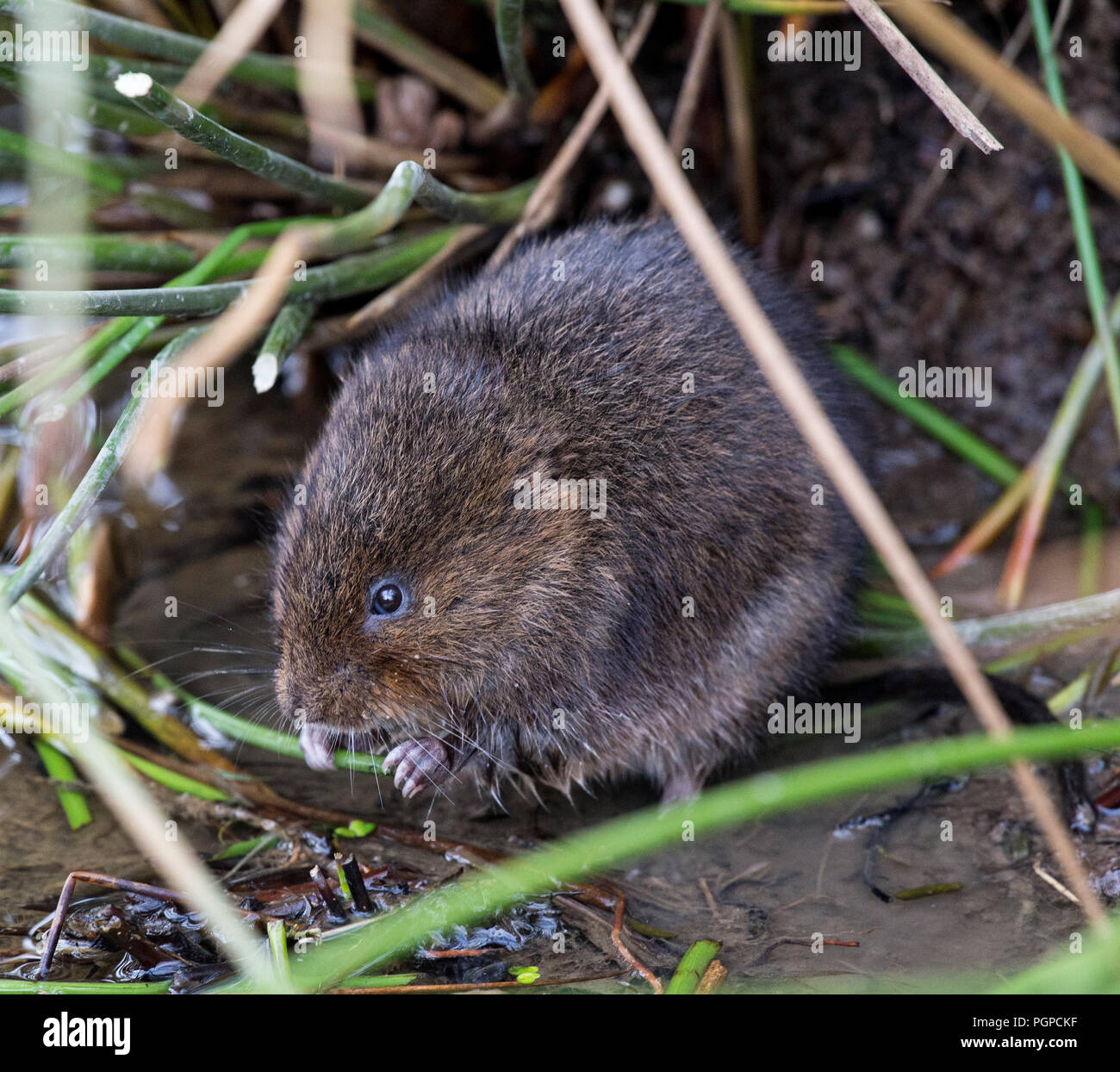 British native vole hi-res stock photography and images - Alamy