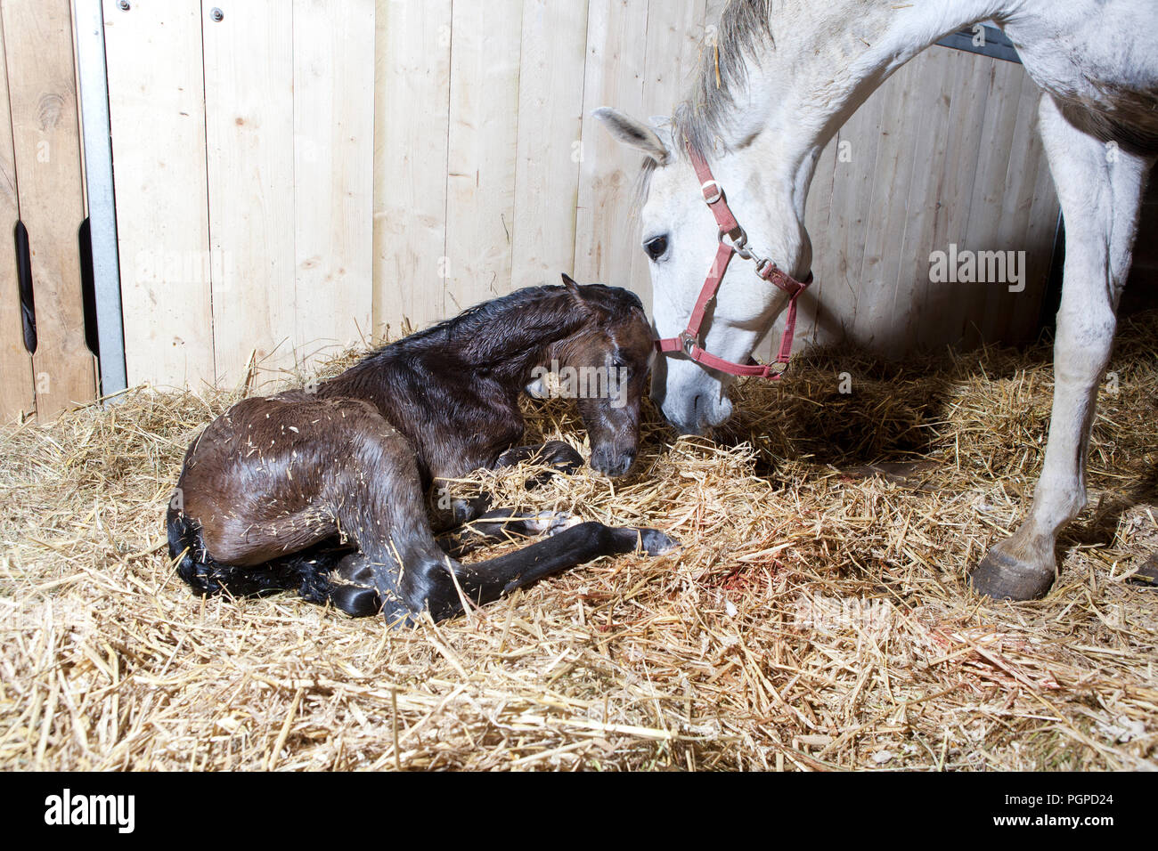 a brown foal is born in a horse box and lies in the straw Stock Photo ...