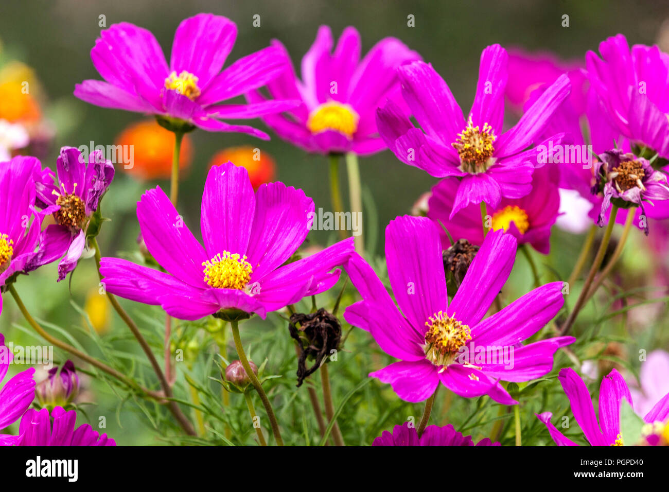 Flower cosmos purple hi-res stock photography and images - Alamy
