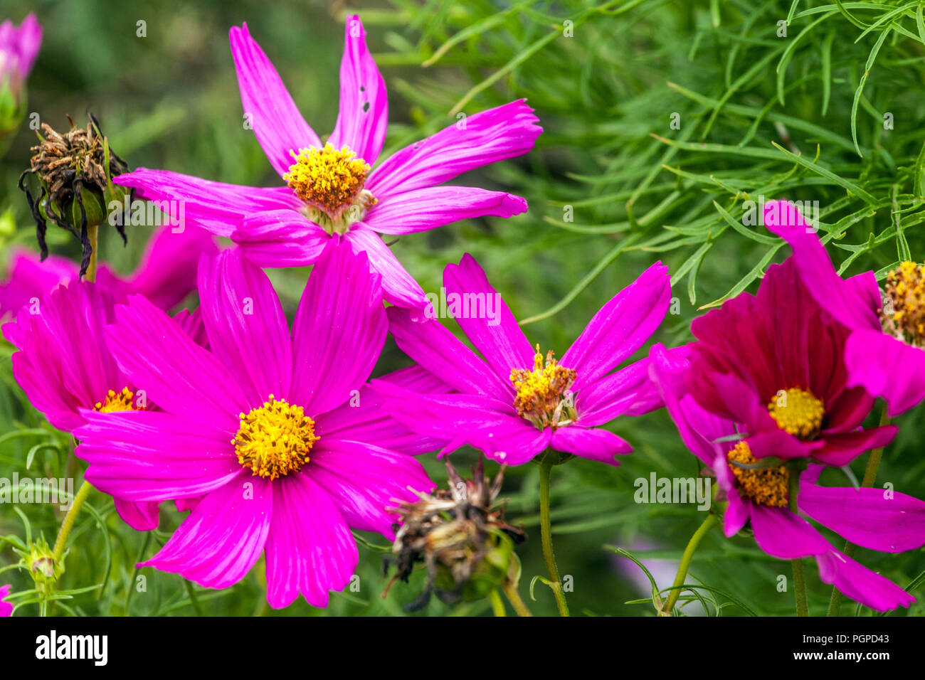 Purple Cosmos bipinnatus, Garden Cosmos or Mexican aster, close up ...
