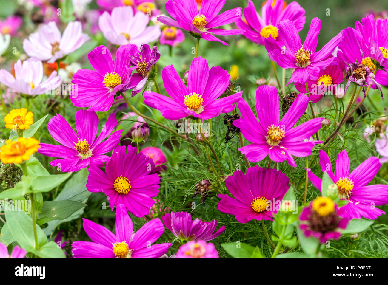 Summer flower bed, mixed Cosmos bipinnatus, Zinnia Stock Photo - Alamy