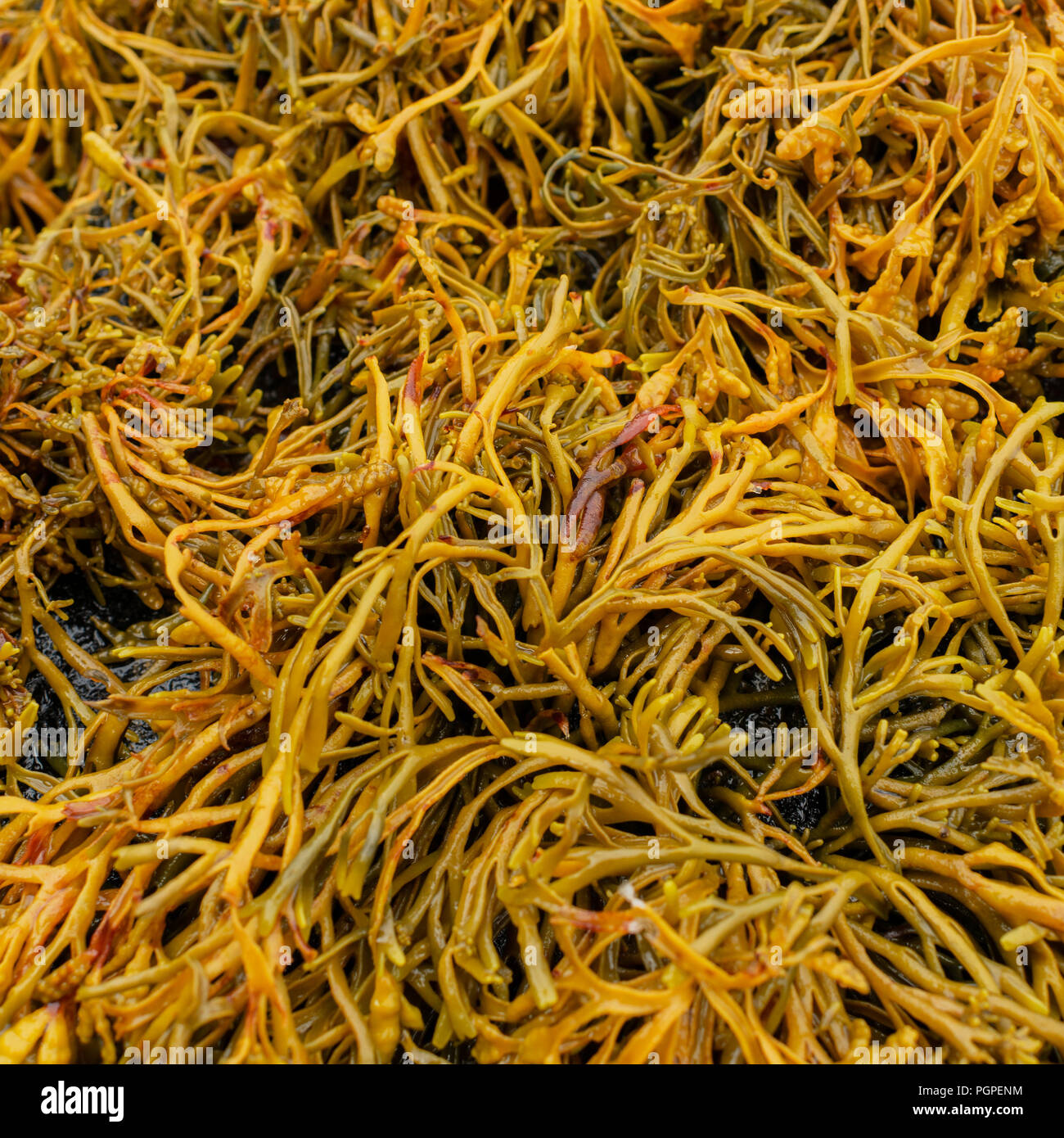 Channelled wrack pelvetia canaliculata hi-res stock photography and ...