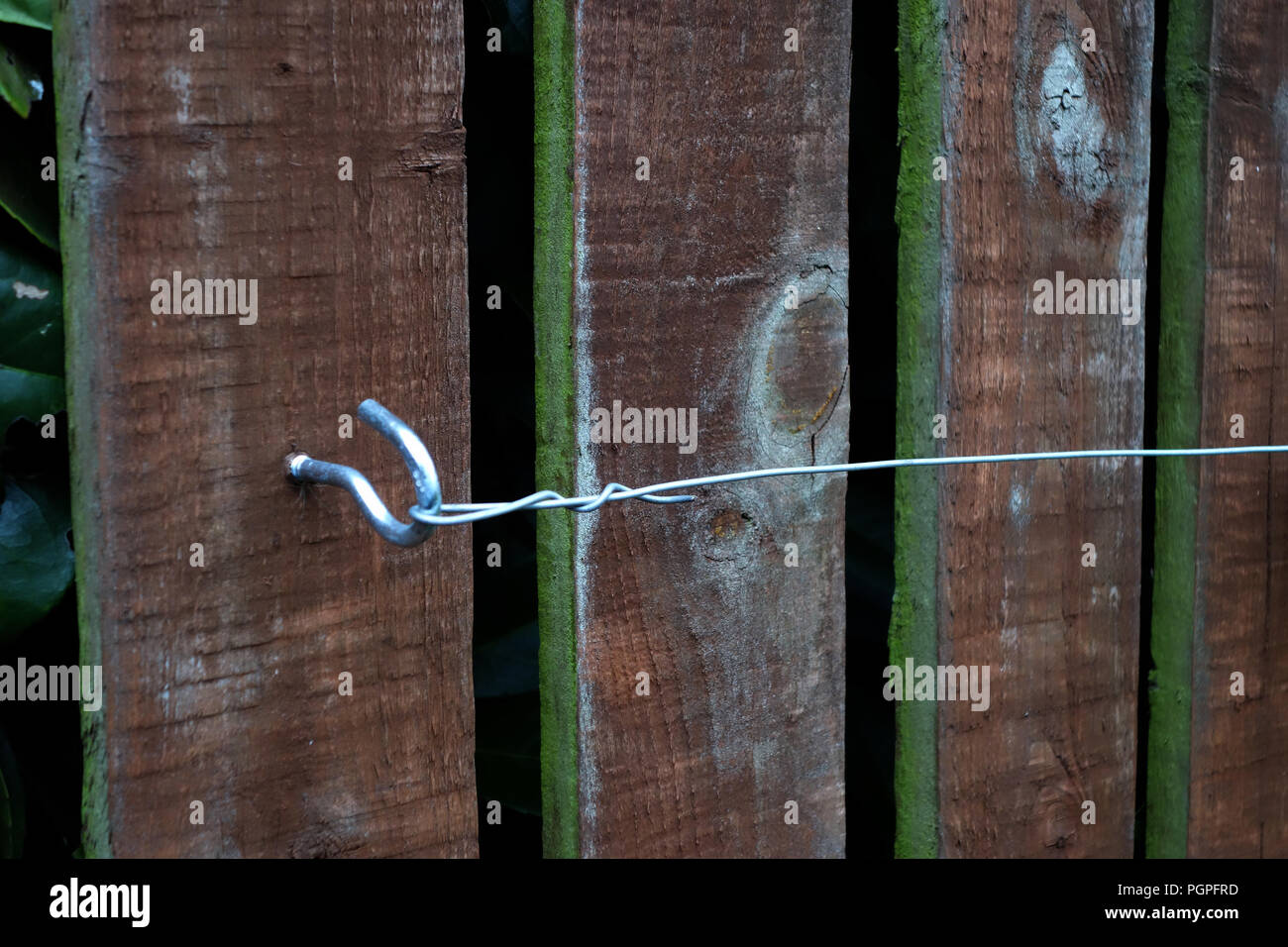 Wire on hook to help guide the espalier apple tree growing on a garden ...