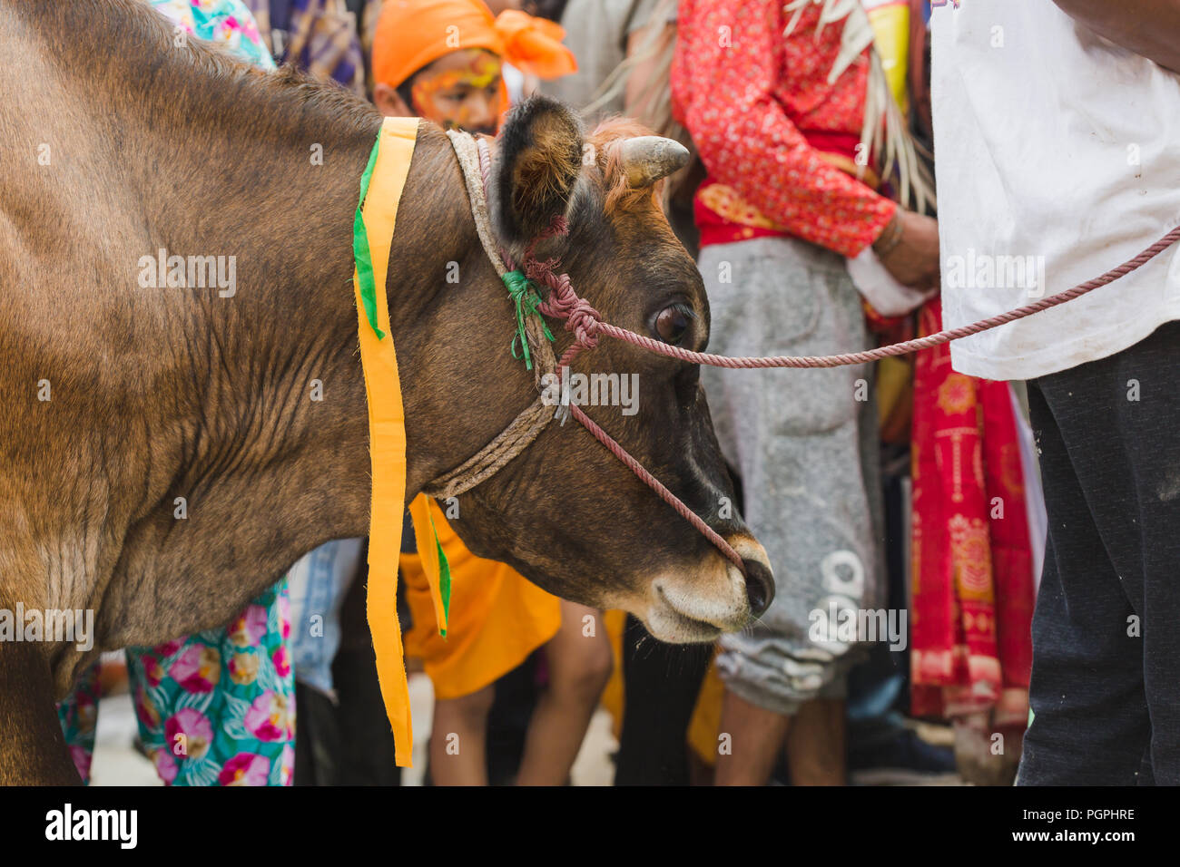 Gai jatra cow festival durbar hi-res stock photography and images - Alamy