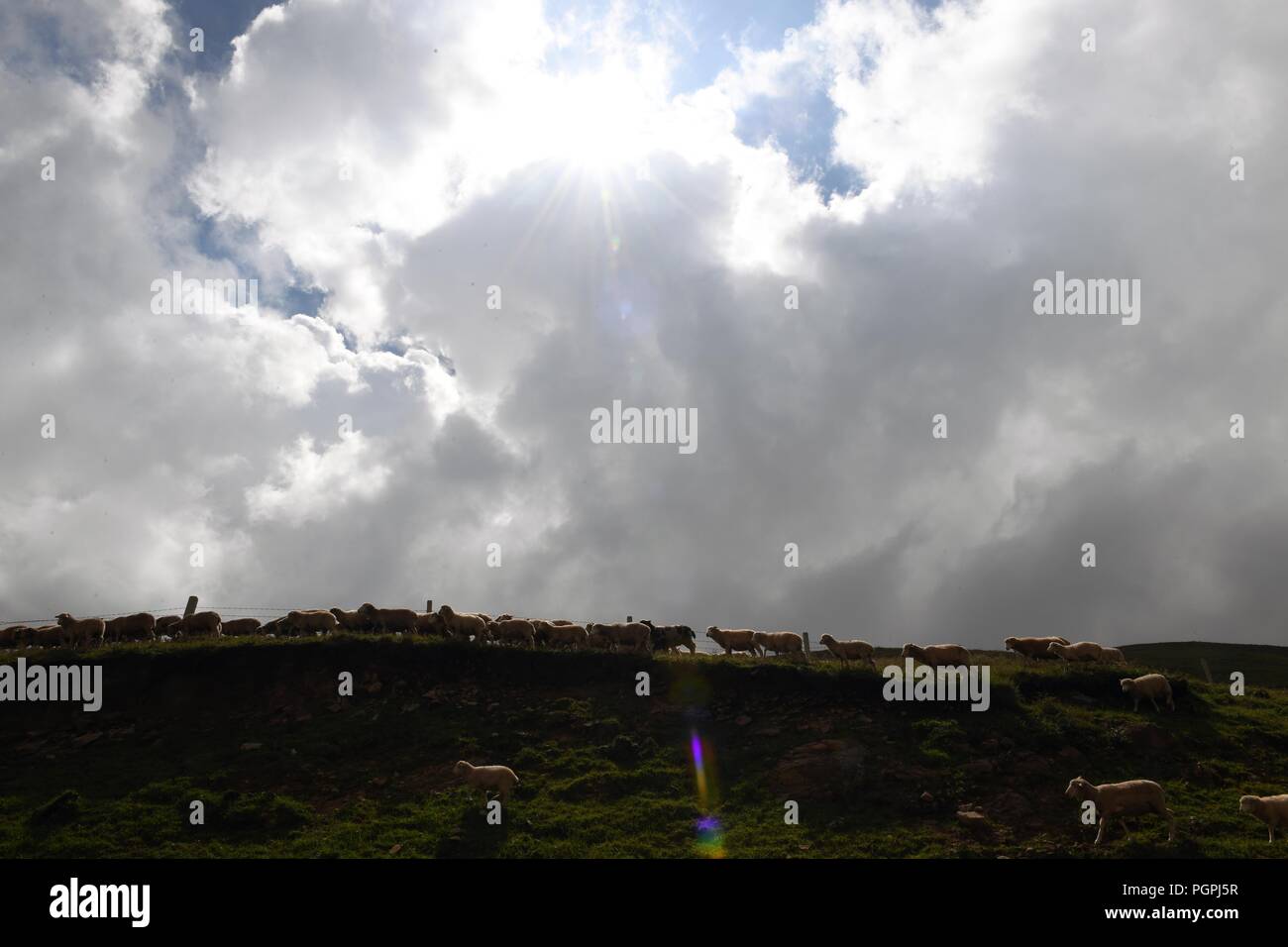 Huize, China's Yunnan Province. 27th Aug, 2018. Flocks of sheep eat ...