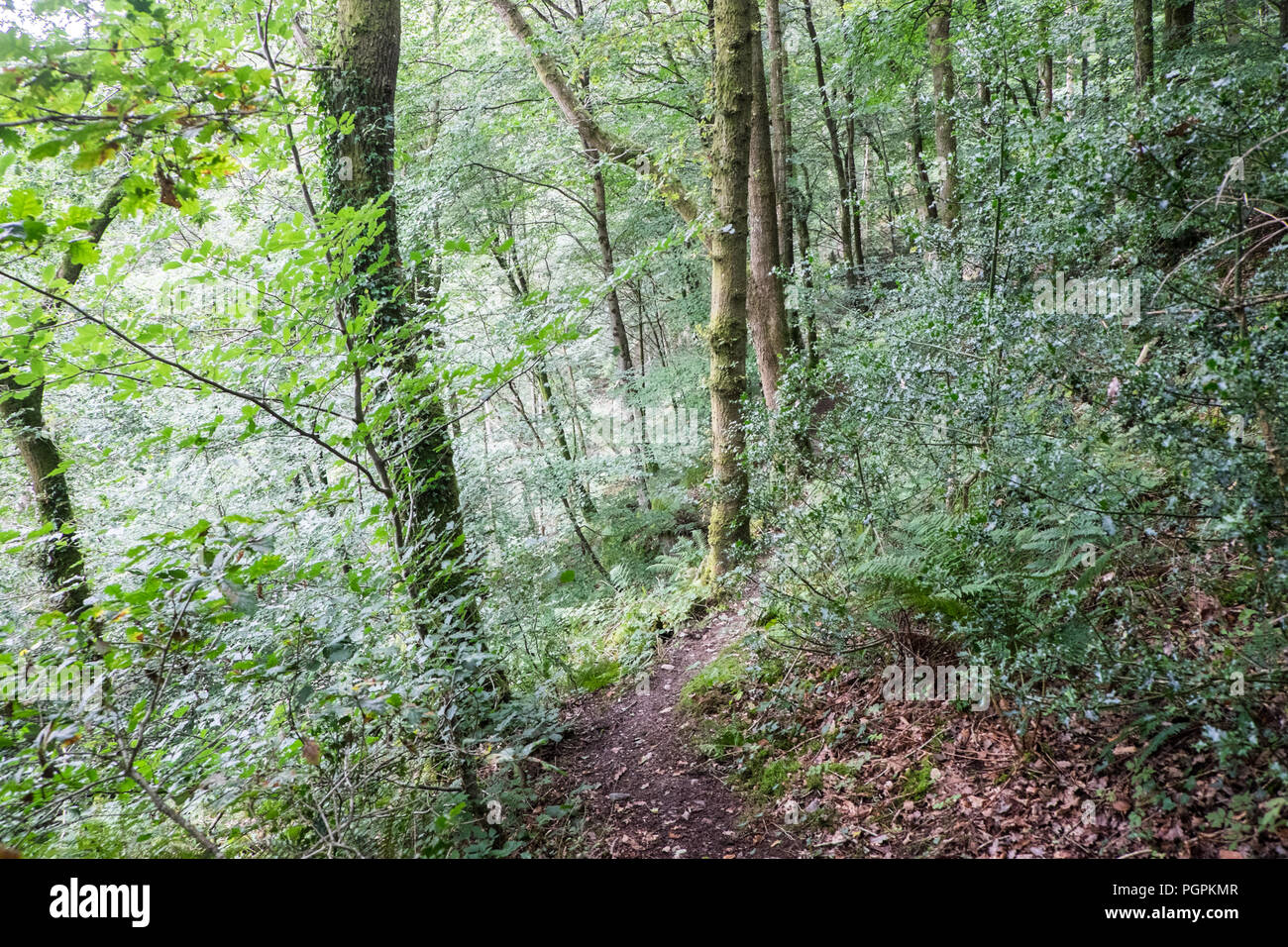 Celtic rainforest wales hi-res stock photography and images - Alamy