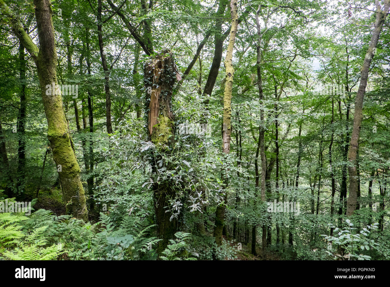 Celtic rainforest wales hi-res stock photography and images - Alamy