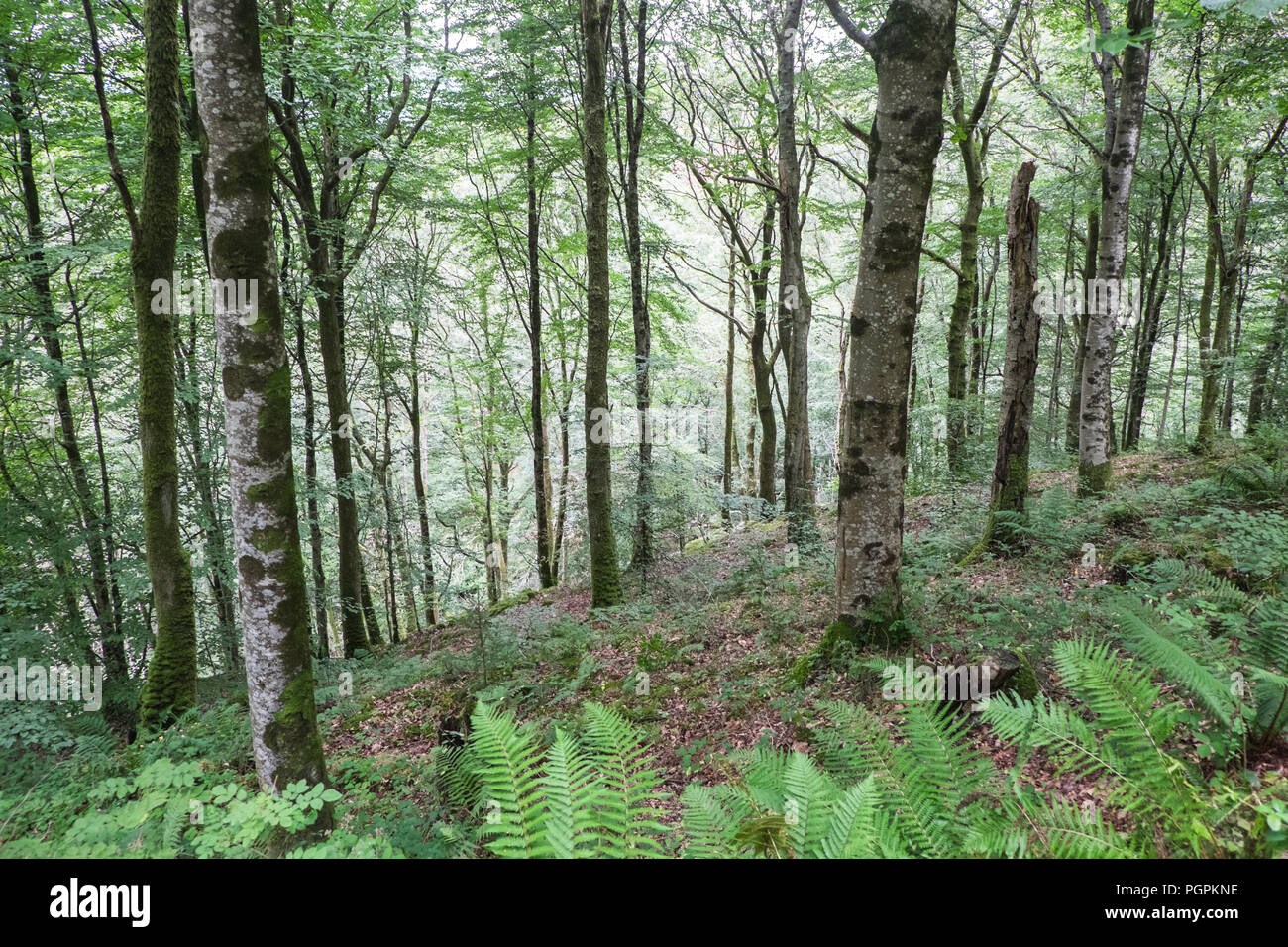 Celtic rainforest wales hi-res stock photography and images - Alamy