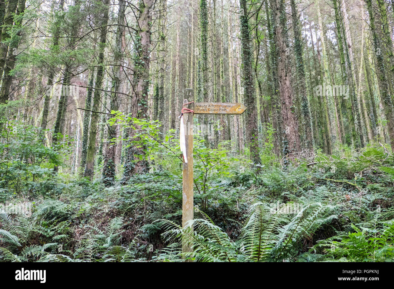 Celtic rainforest wales hi-res stock photography and images - Alamy