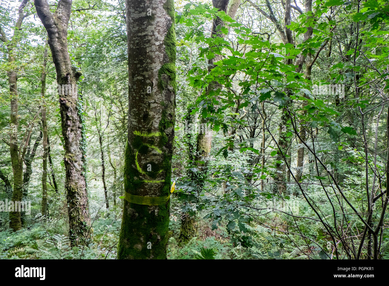 Celtic rainforest wales hi-res stock photography and images - Alamy