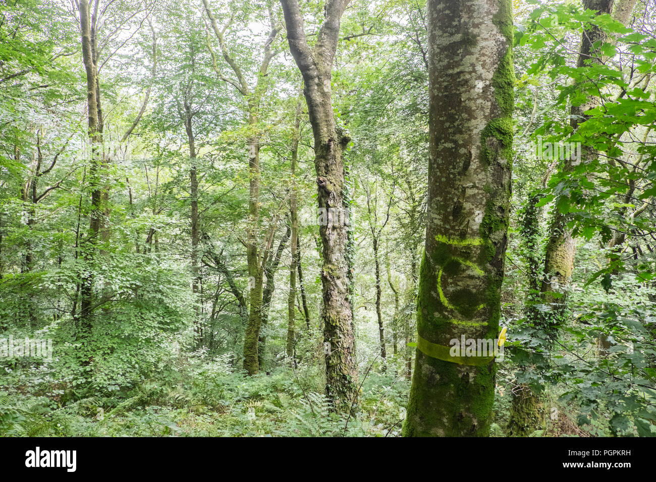 Celtic rainforest wales hi-res stock photography and images - Alamy