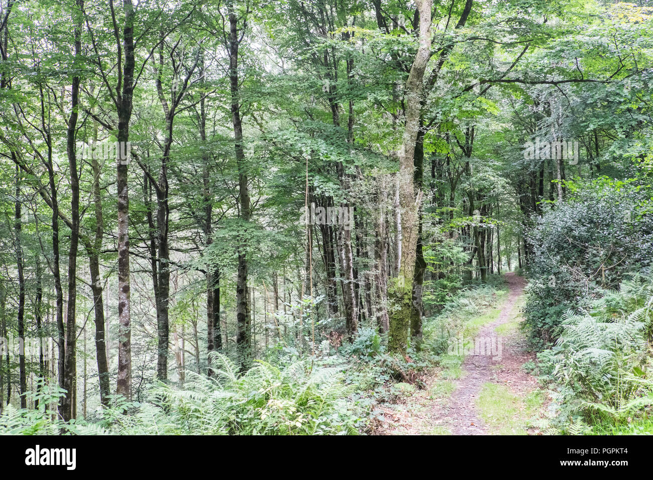 Celtic rainforest wales hi-res stock photography and images - Alamy