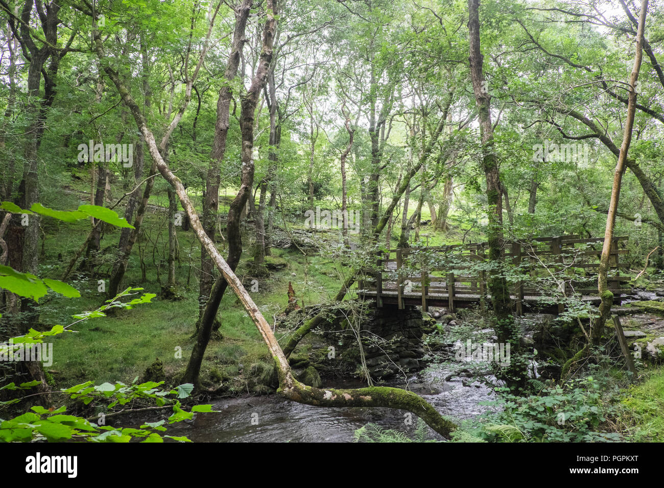 Celtic rainforest wales hi-res stock photography and images - Alamy