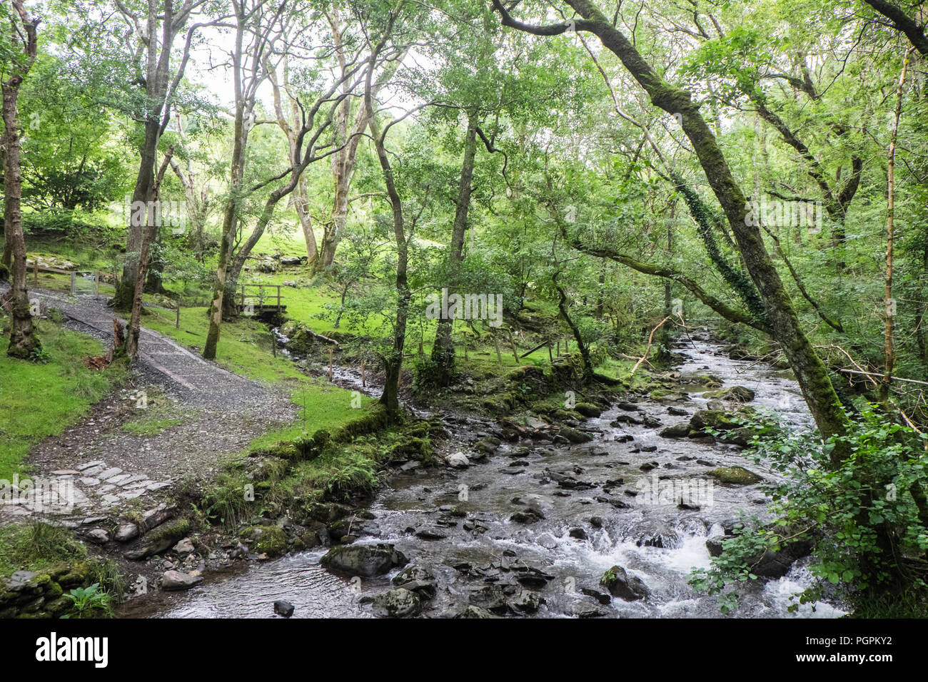 Celtic rainforest wales hi-res stock photography and images - Alamy