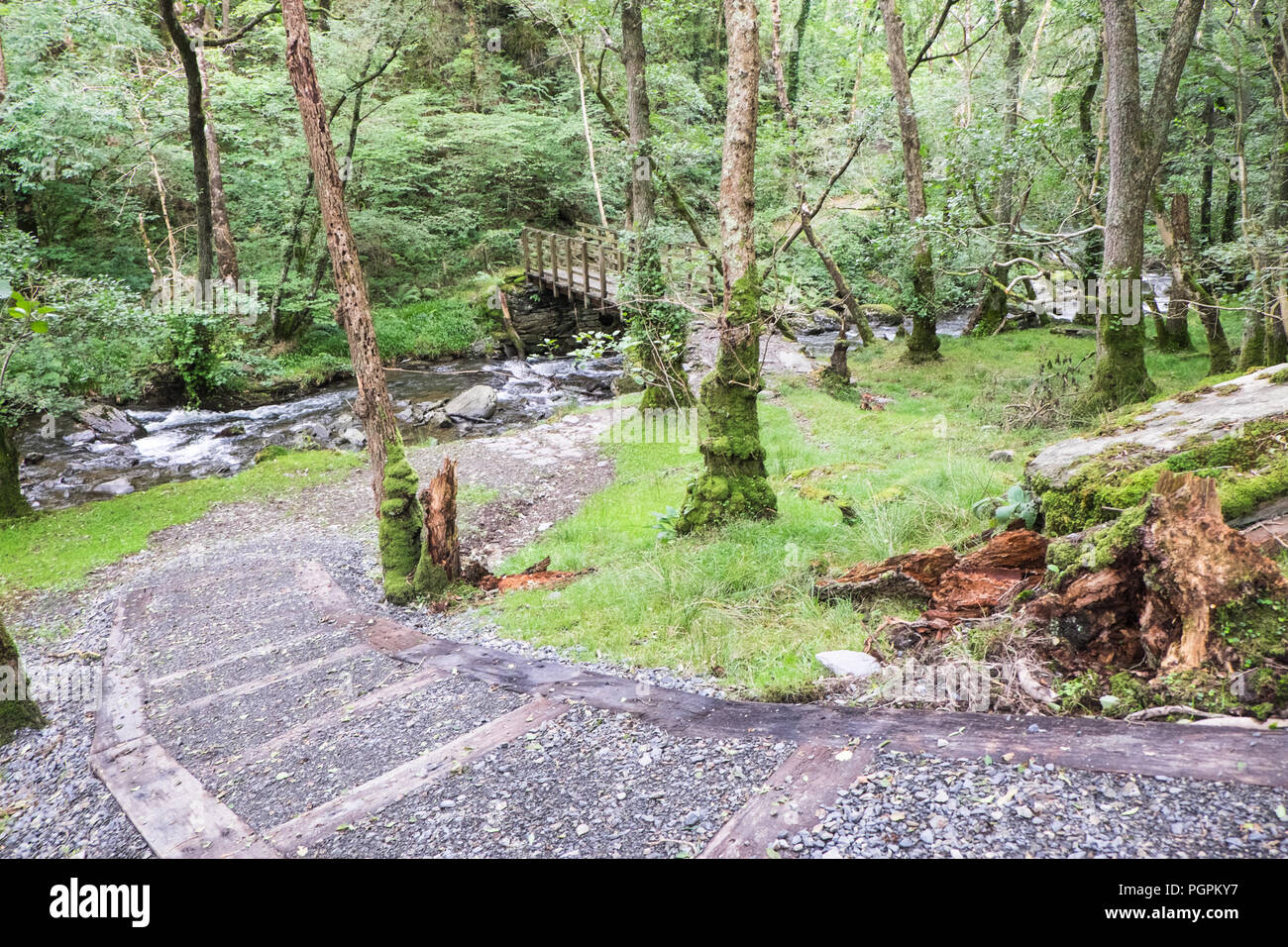 Celtic rainforest wales hi-res stock photography and images - Alamy