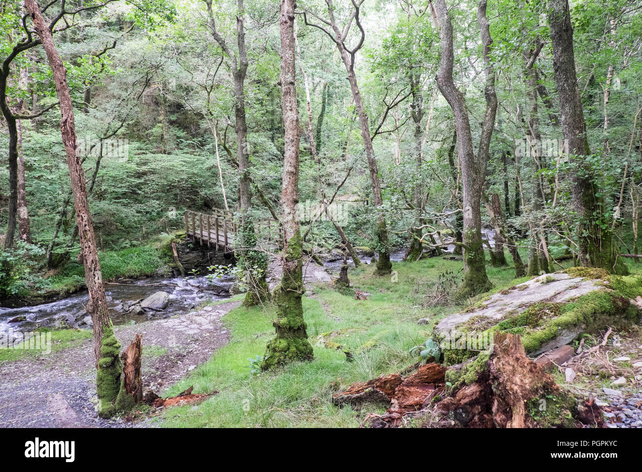 Celtic rainforest wales hi-res stock photography and images - Alamy