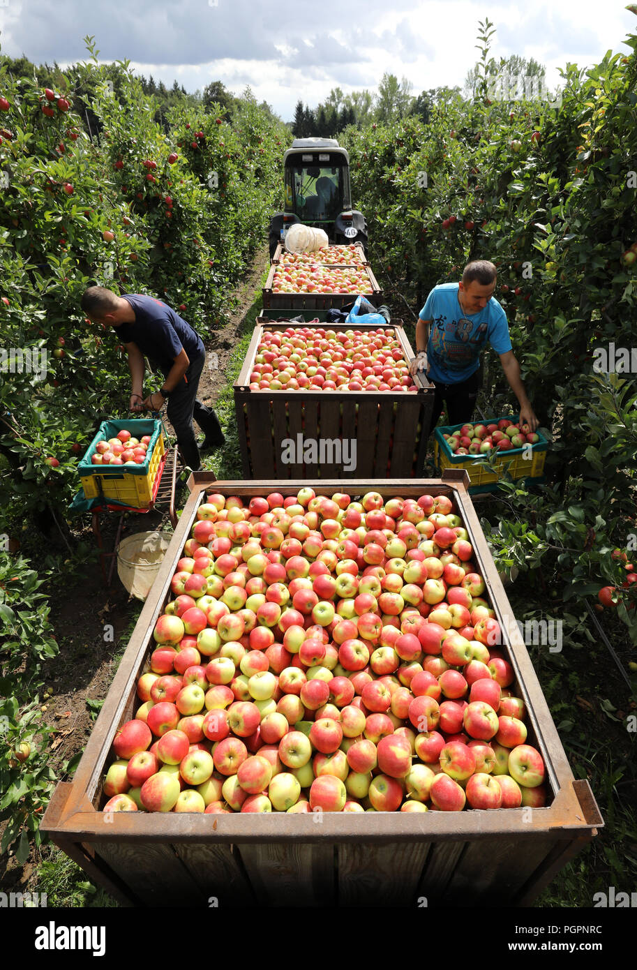 Boddin, Germany. 28th Aug, 2018. The Polish harvest helpers Marcin ...