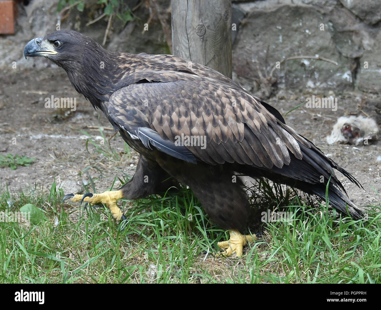 22 August 2018, Germany, Gerdshagen: A female eagle walks through an ...