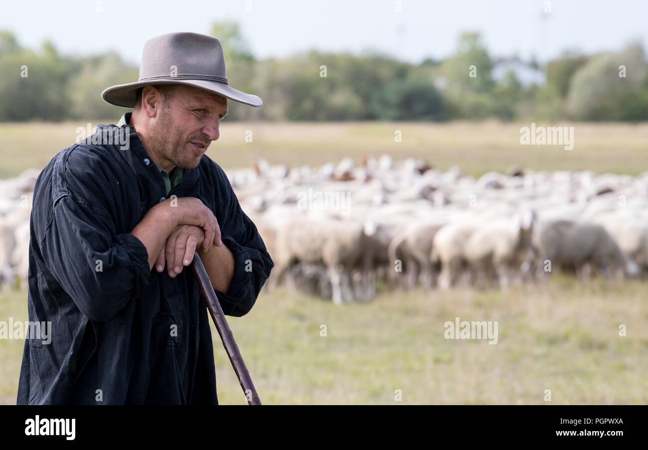 Munich, Germany. 28th Aug, 2018. 28.08.2018, Bavaria, Munich: Shepherd ...