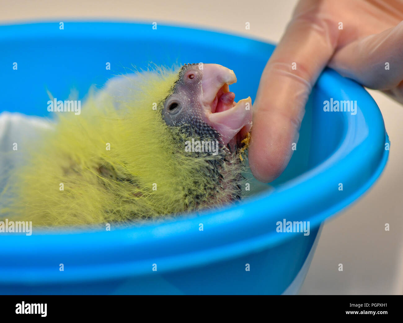 Raven parrots hi-res stock photography and images - Alamy