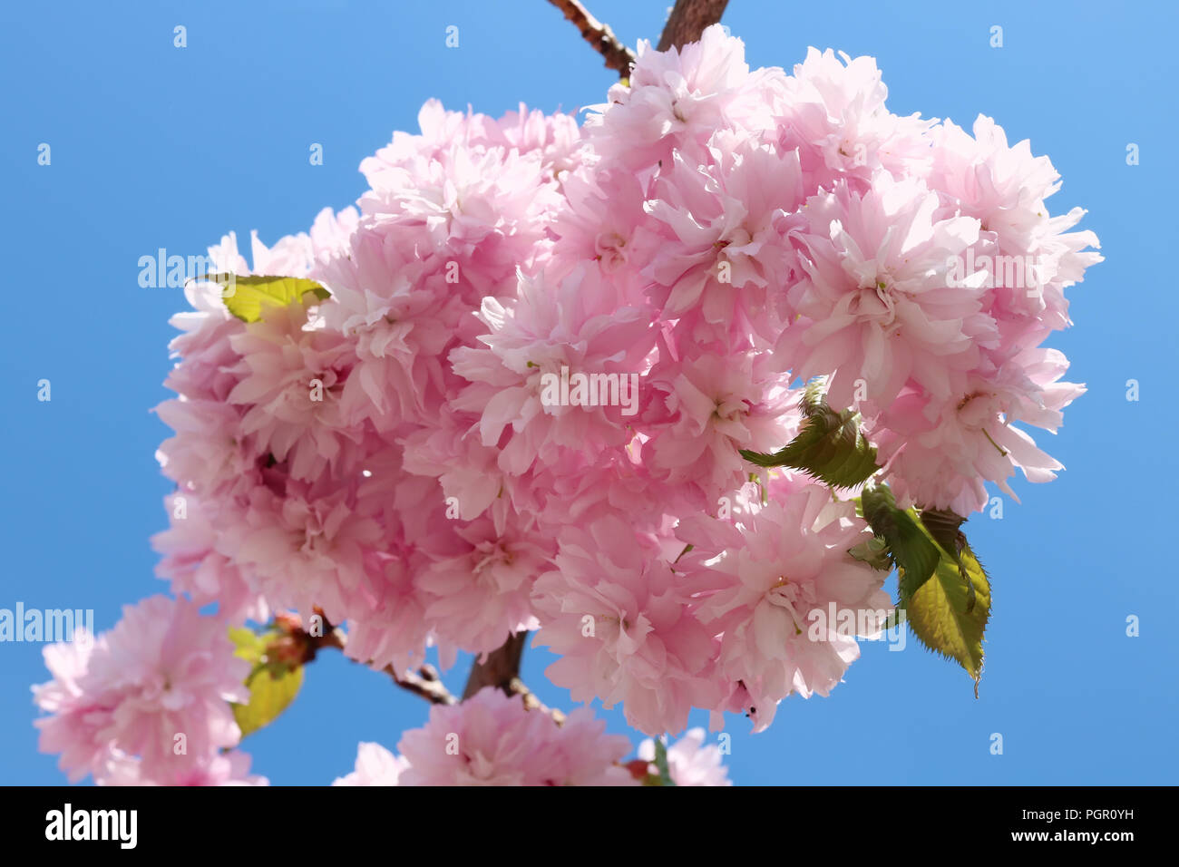 Prunus kiku shidare sakura hi-res stock photography and images - Alamy