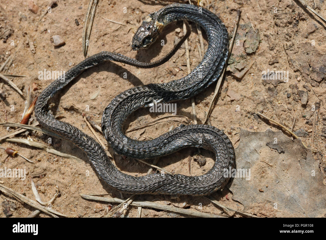Death adder snake hi-res stock photography and images - Alamy