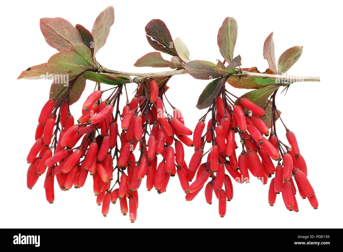 Asian barberry hi-res stock photography and images - Alamy